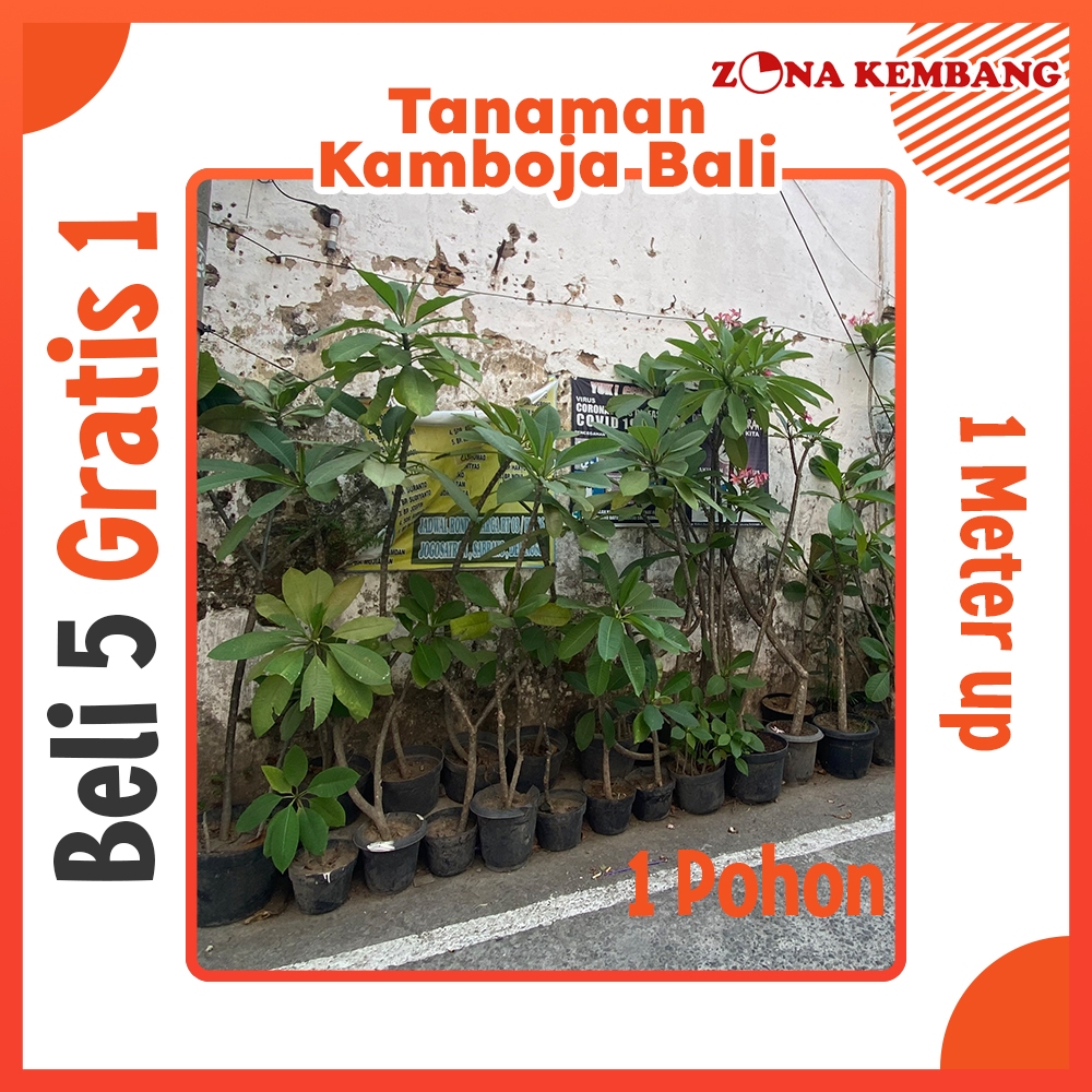 Jual Kamboja Bali Tanaman Hias Jepun Bali Tanaman hias Kamboja Bali 1 ...
