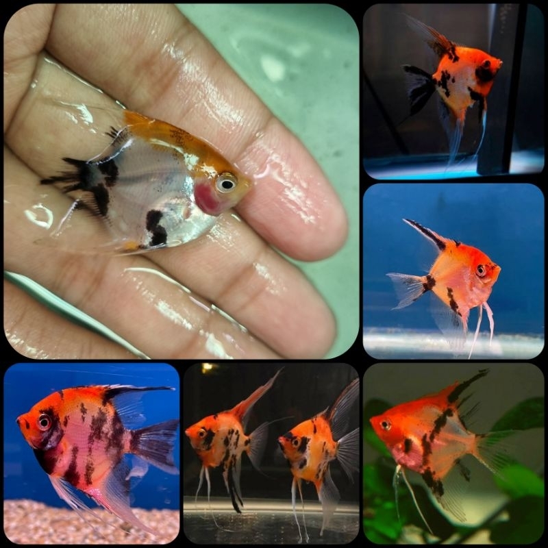 Jual ikan manfish red devil untuk aquarium dan aquascape | Shopee Indonesia
