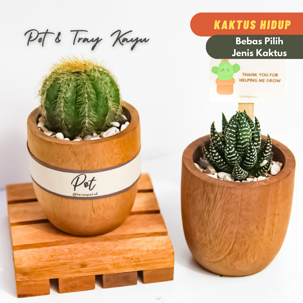 Jual Pot Kayu Planting Kit Kaktus Sukulen Asli - Hadiah Hampers Gift ...