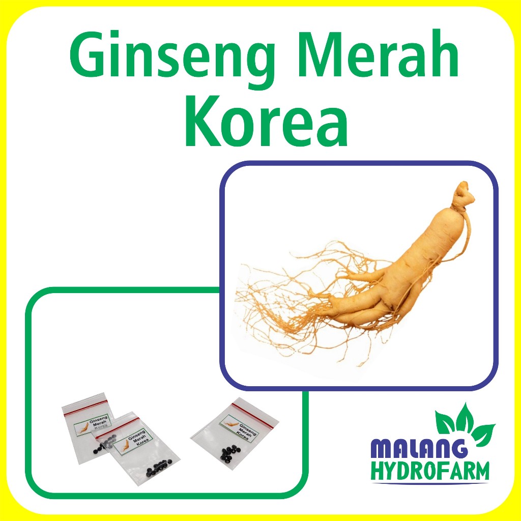 Jual Benih Ginseng Merah Korea Unggul Berkualitas biji bibit repack ...