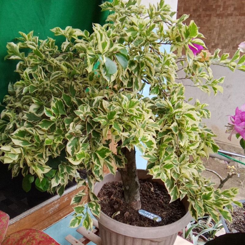 Jual BOUGENVILL SULTAN BRUNAI | Shopee Indonesia