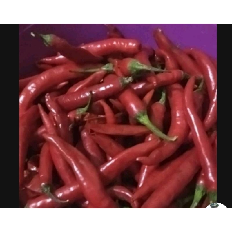 Jual cabe tanjung 100g | Shopee Indonesia