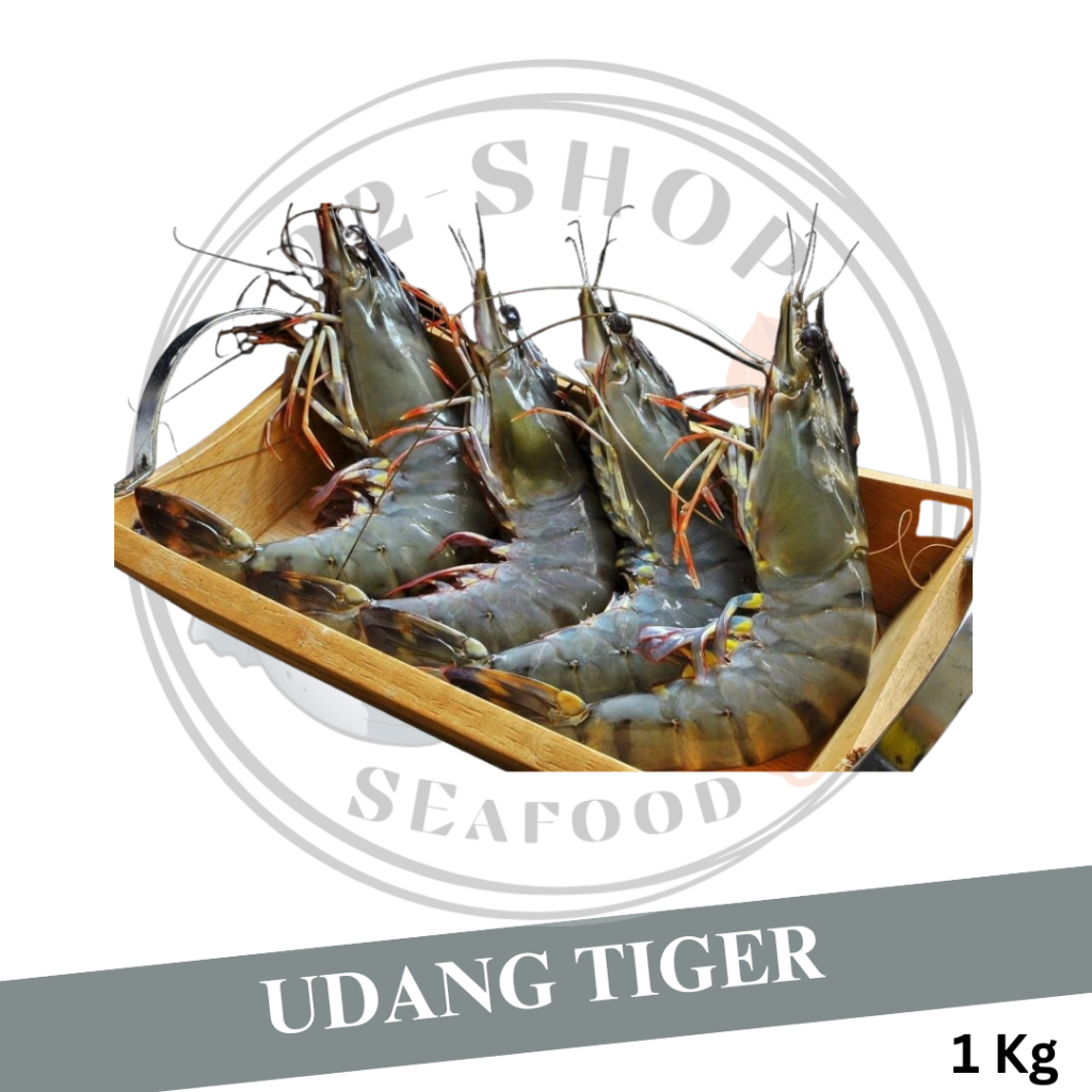 Jual Udang Tiger / Udang pancet / Black Tiger Prawn / Fresh Segar ...