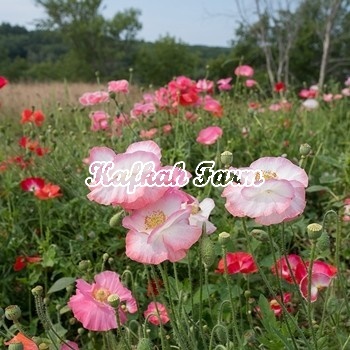Jual Benih 3 Biji Bunga POPPY Shirley Old-Fashioned Mix | Shopee Indonesia