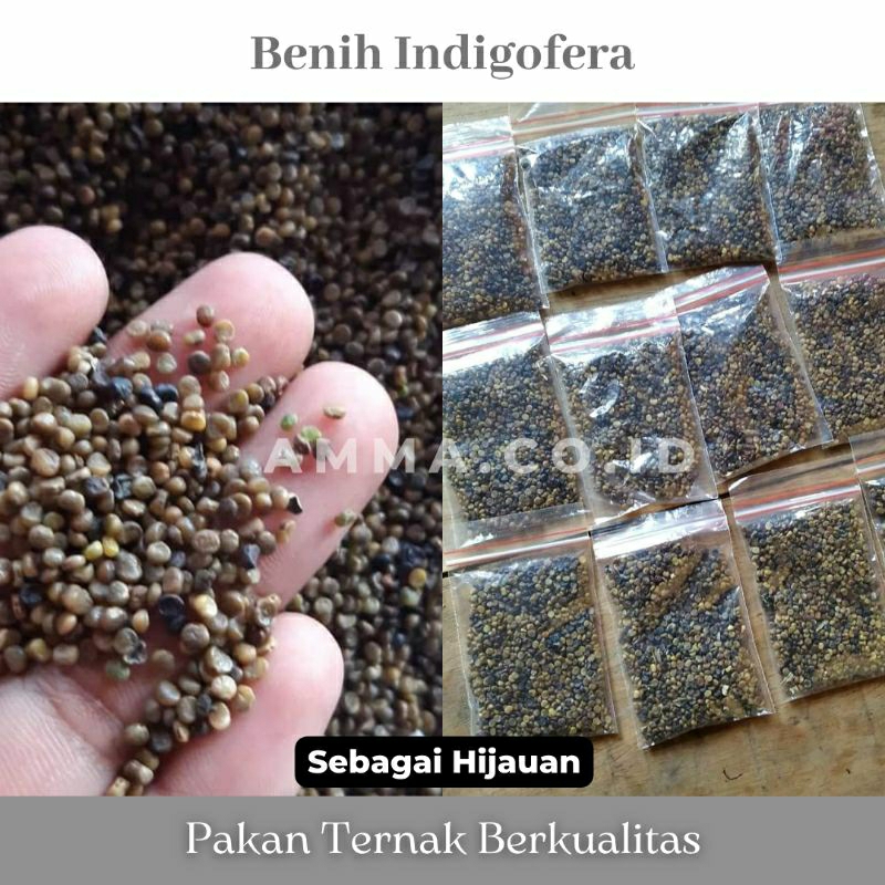 Jual Benih / Biji Indigofera Ukuran 300 Biji | Shopee Indonesia