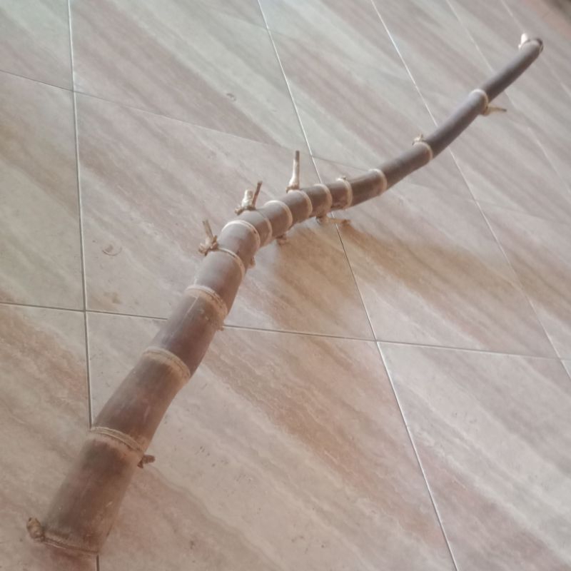 Jual Bambu Unik Ruas Pendek (wulung) | Shopee Indonesia