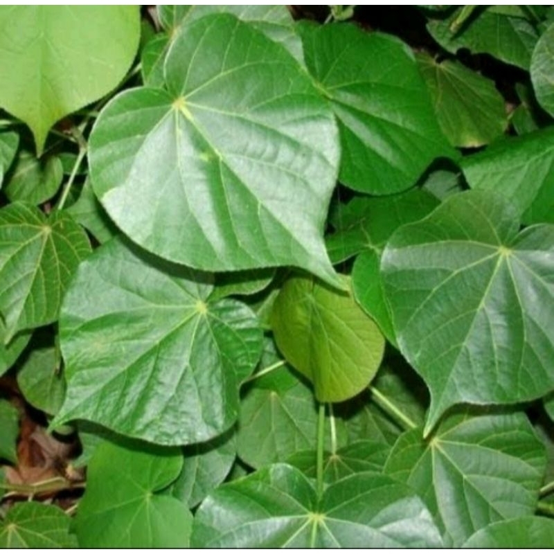 Jual daun herbal daun waru segar per 500gram | Shopee Indonesia