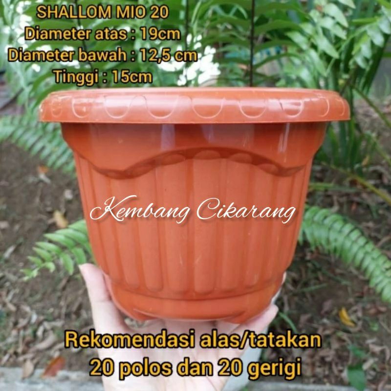 Jual (1pc) SHALLOM MIO 20 (19cm) : pot bunga bulat dengan kuping bagus ...