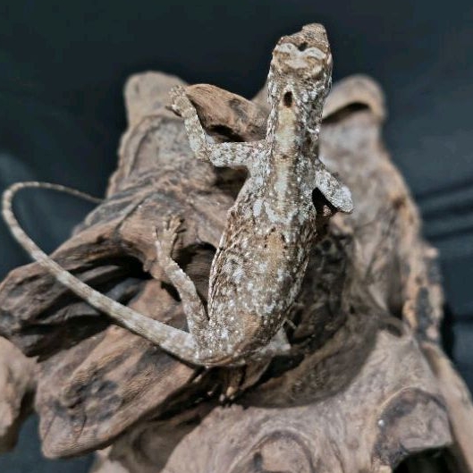 Jual Klarap (Kadal Terbang) | Shopee Indonesia