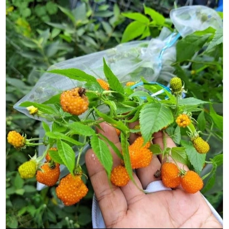 Jual Bibit Raspberry native Raspberry kuning berbunga /berbuah | Shopee ...