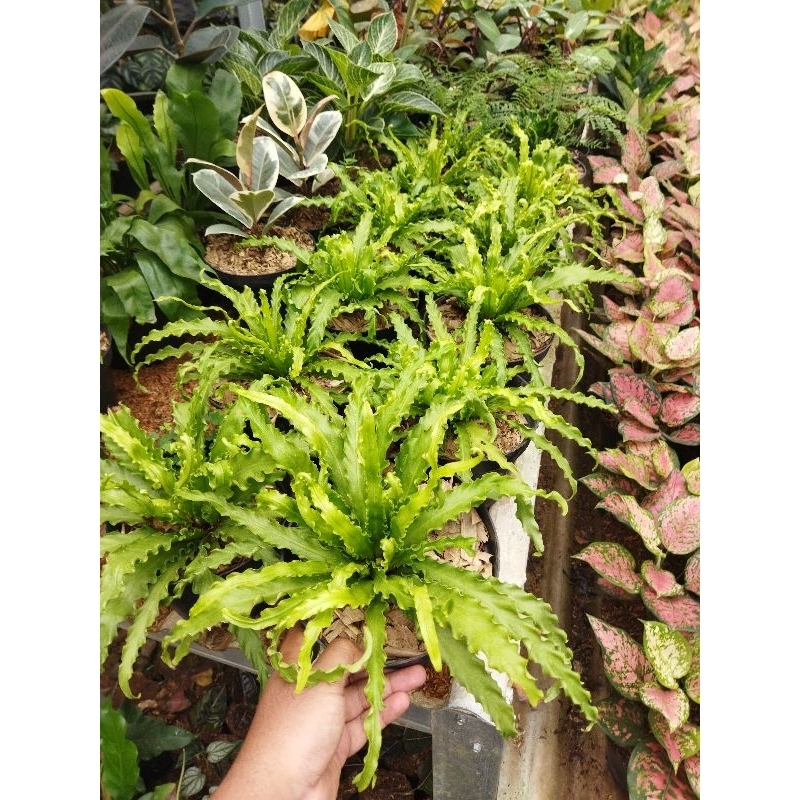 Jual tanaman hias kadaka osaka - kadaka scorpion | Shopee Indonesia