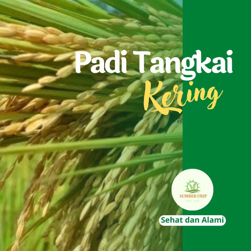 Jual Padi Tangkai Kering Gabah 1 ikat isi 50 batang | Shopee Indonesia