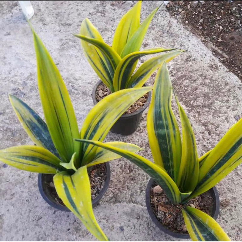 Jual ( BISA COD ) Tanaman Hias Sansivera GoldFlame Tanaman Indoor ...