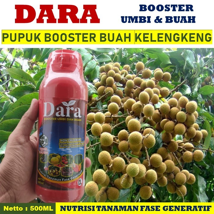 Jual Pupuk Booster Kelengkeng Asli DARA isi 500ML Memperbaiki Citarasa Buah & Hasil Panen Buah ...