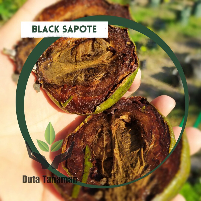 Jual Bibit Black Sapote Giant Stek Batang - Sawo Hitam Black Sapote ...