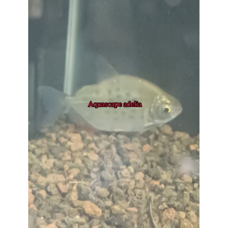 Jual IKAN HIAS SILVER DOLLAR SPOTTED TITIK -TITIK | Shopee Indonesia