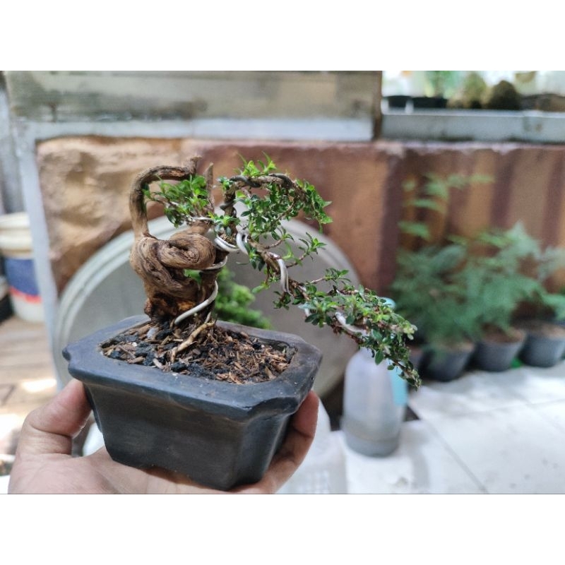 Jual Bonsai Mini Shito Seribu Bintang Super Micro || REAL TANUKI ...