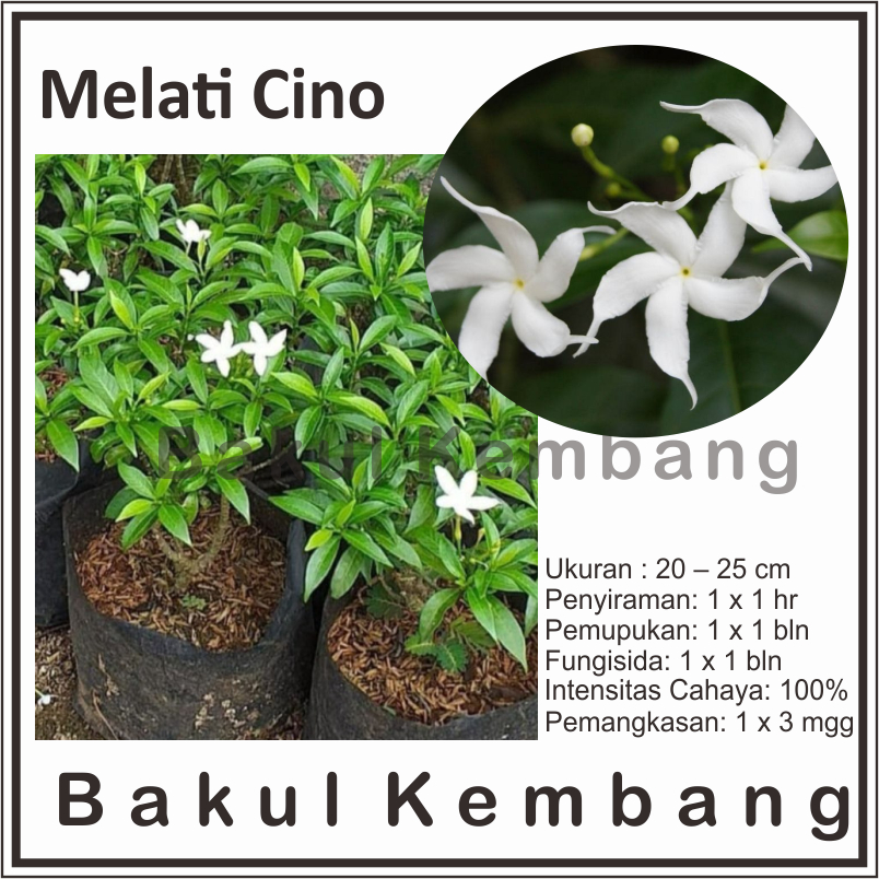 Jual tanaman hias bunga melati cina - melati rombusa - BAKUL KEMBANG ...