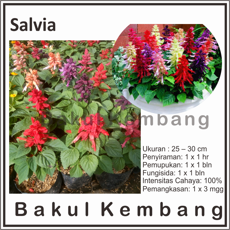 Jual Salvia Berbunga - Tanaman Hias Bunga Salvia Berbunga ( Sedia 4 ...