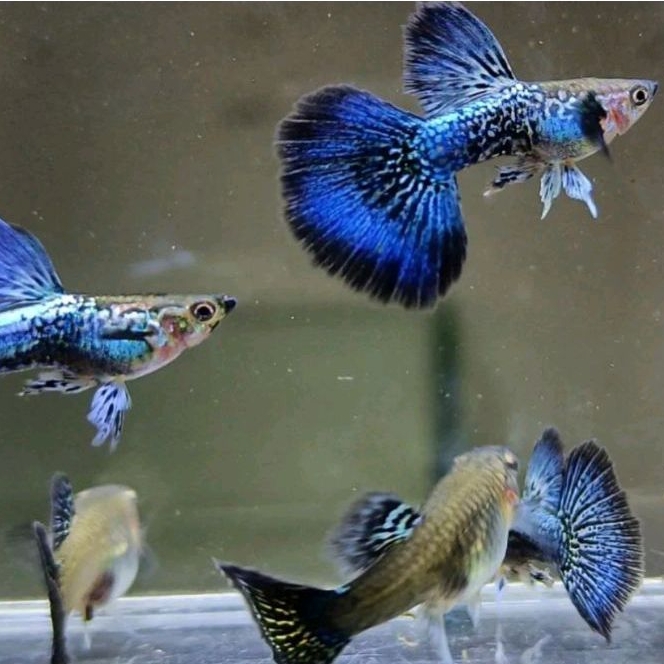 Jual ikan hias guppy blue dragon sepasang jantan betina corak bagus cocok untuk aquarium, kolam ...