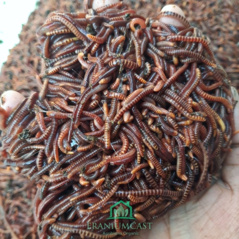 Jual Cacing tanah Tiger/Cacing Merah 1kg Pakan ikan/Umpan Pancing/Obat ...