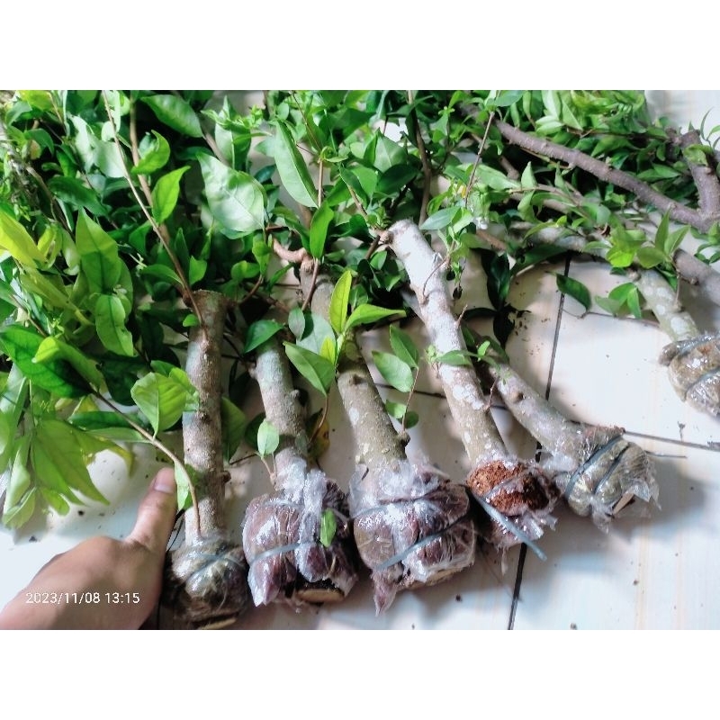 Jual bahan bonsai cangkok Anting putri besar | Shopee Indonesia