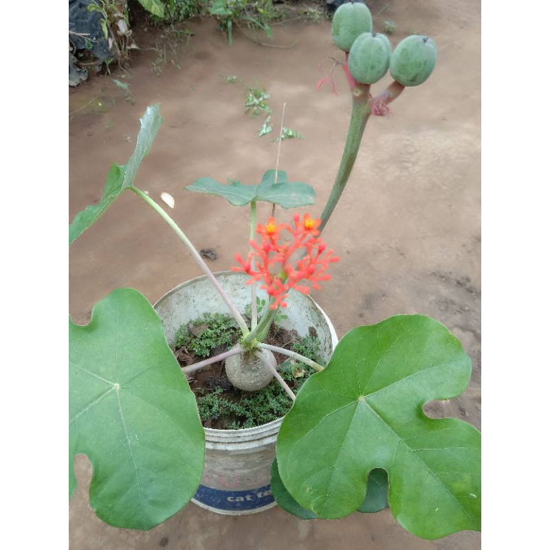 Jual bibit jarak bali / jarak botol | Shopee Indonesia