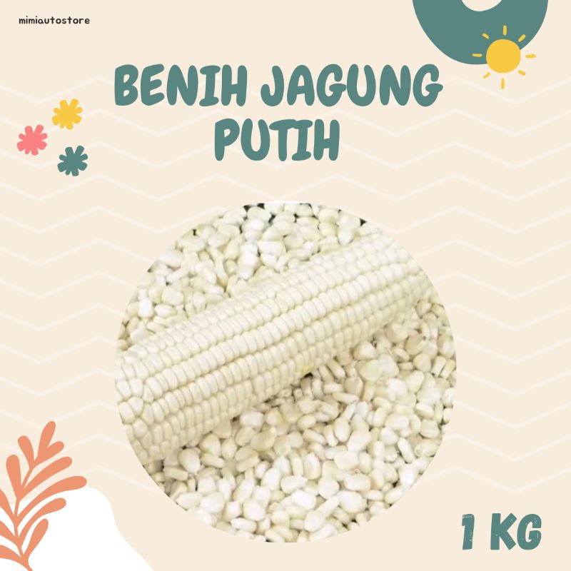 Jual [ JAGUNG PUTIH ] 1KG JAGUNG PULUT / JAGUNG KETAN UNGGUL 1KG JAGUNG ...