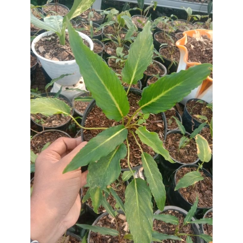 Jual Pesanan Khusus Custom | Shopee Indonesia Jual Pesanan Khusus Custom | Shopee Indonesia