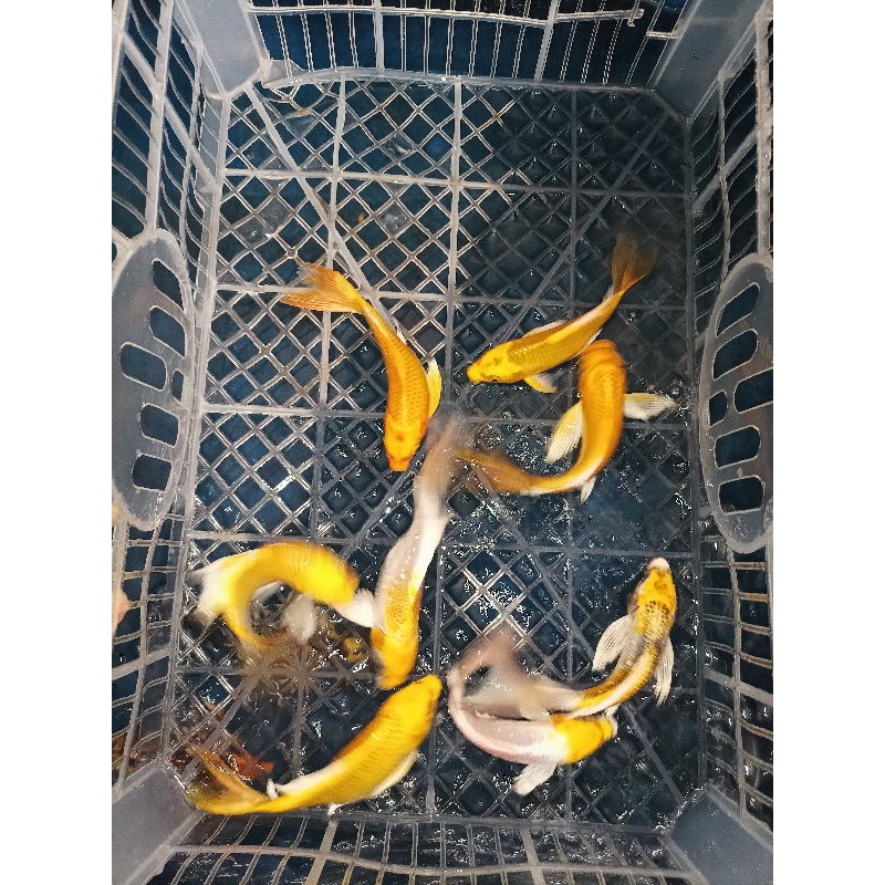 Jual (Bandung) ikan koi gold /kuning slayer size 13-15 cm | Shopee ...