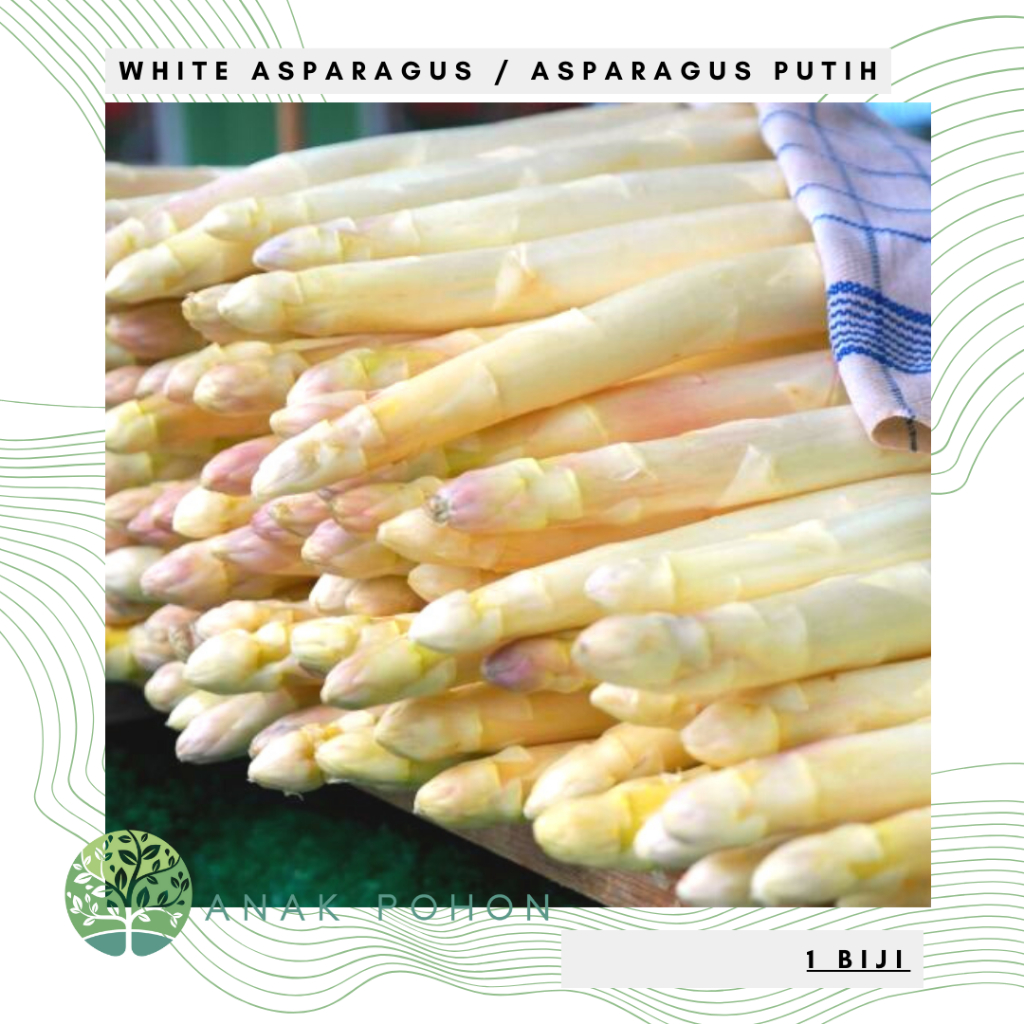 Jual Benih Bibit Biji - White Asparagus / Asparagus Putih Seeds ...