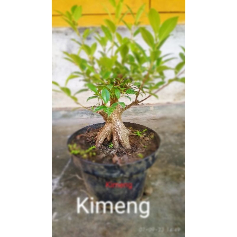 Jual Bonsai Kimeng Small Size | Shopee Indonesia