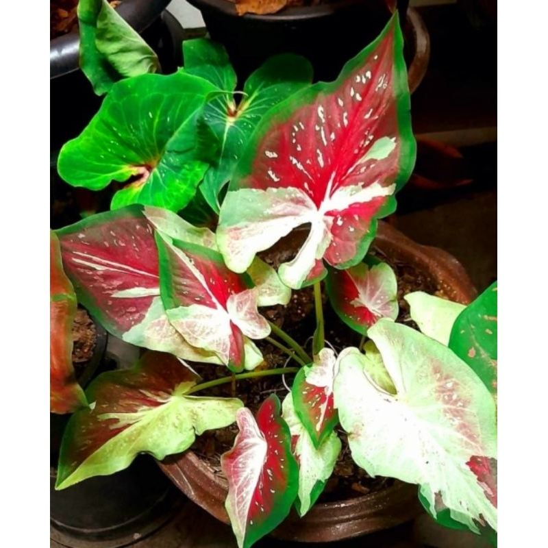 Jual Keladi Hias Noppakaw Tanaman Hias Keladi Murah Meriah / Keladi ...