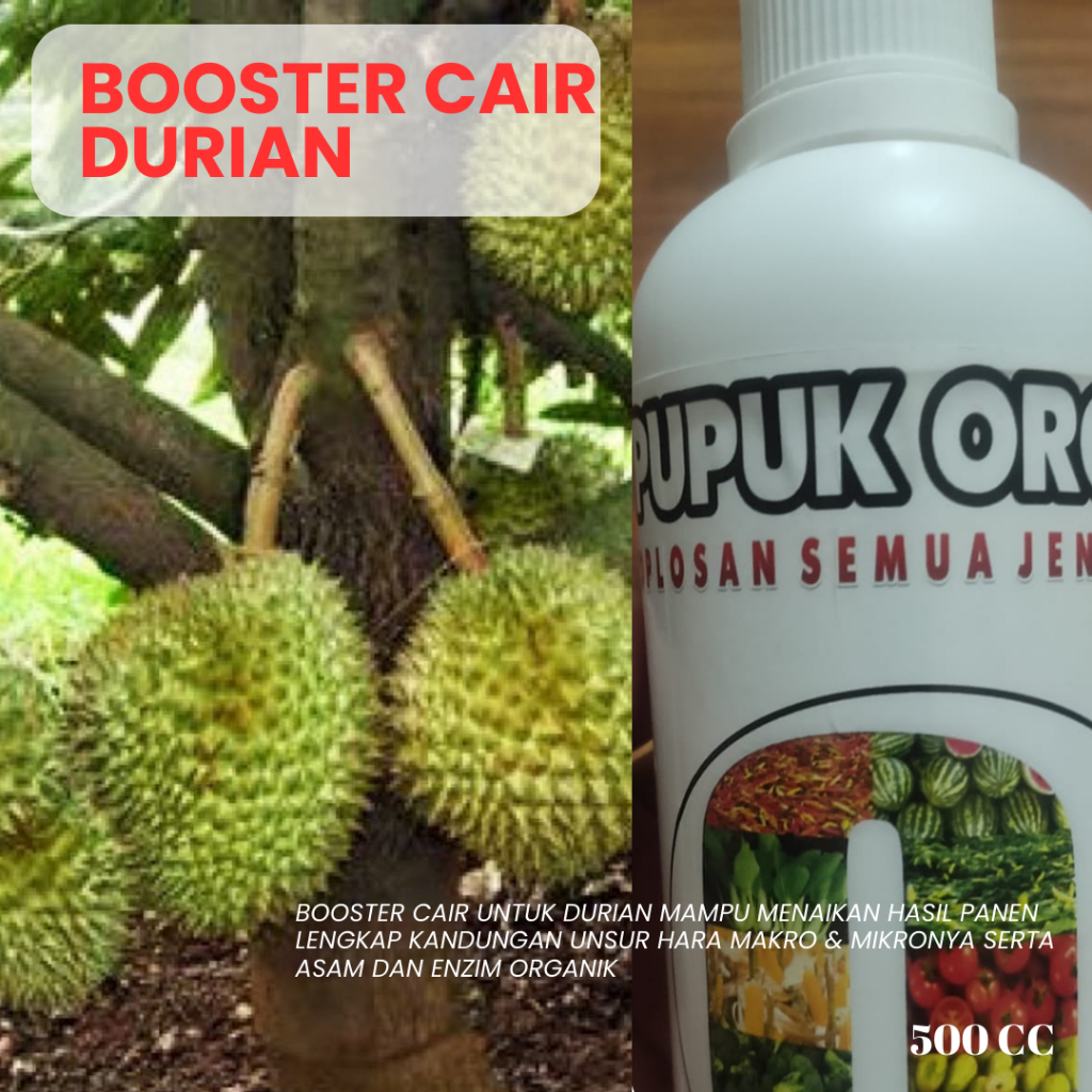 Jual Pupuk Cair Buah Durian Supaya Subur Cepat Berbuah lebat besar besar dan tidak Rontok ...