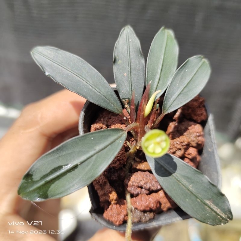 Jual bucephalandra pink lady, tanaman aquarium, Aquascape beli 10 bonus ...