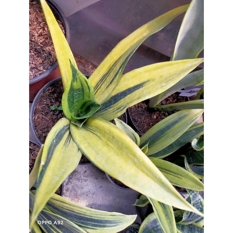 Jual link nota Co nota 1kg | Shopee Indonesia