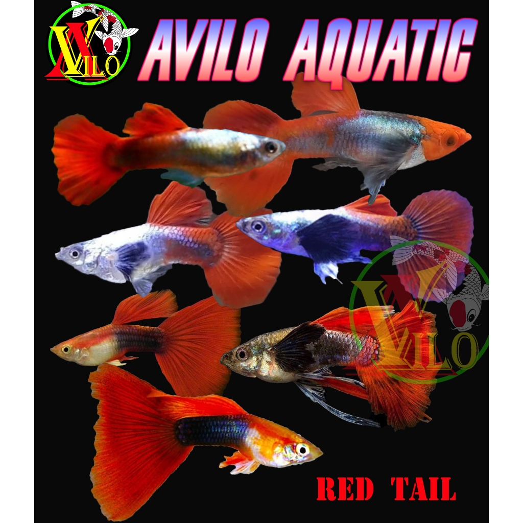 Jual ikan hias guppy ekor merah red tail gupi aquascape | Shopee Indonesia