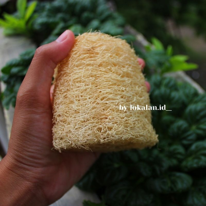 Jual Loofah (serat gambas) | Shopee Indonesia