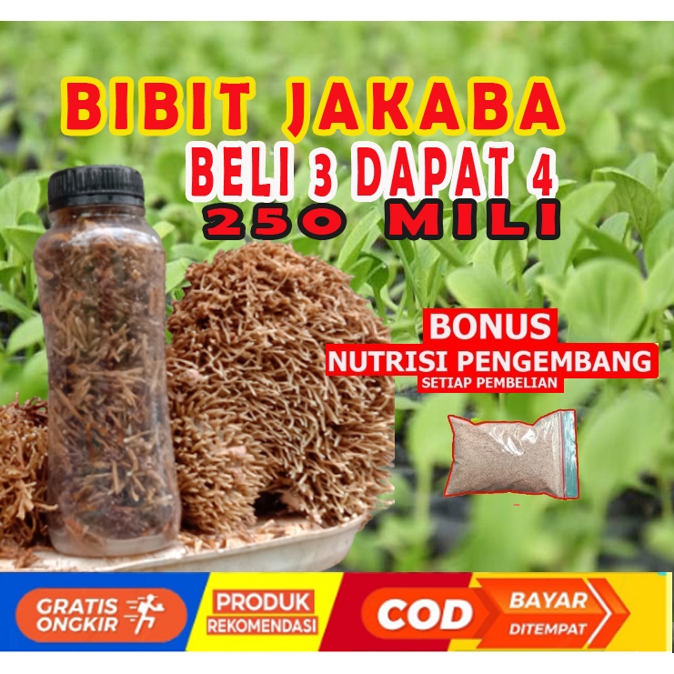 Jual bibit biang jakaba super | Shopee Indonesia