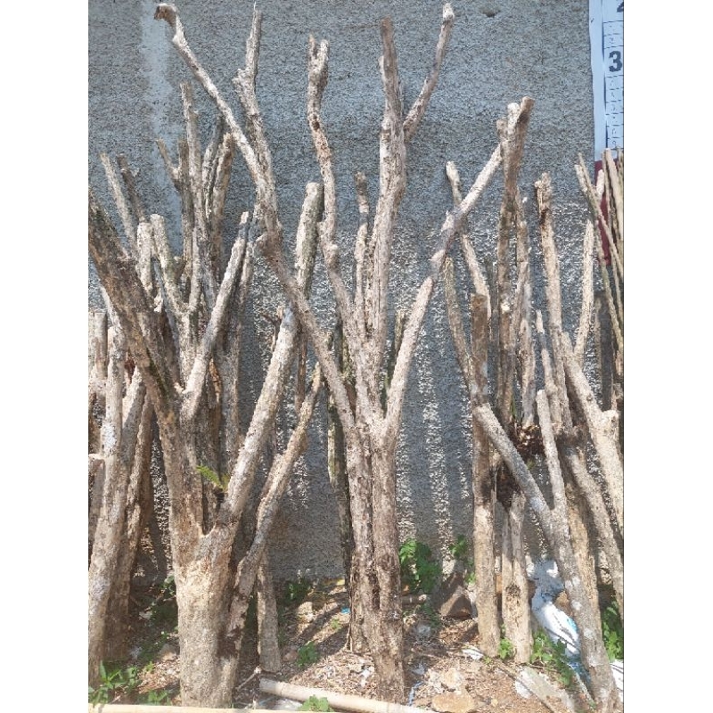 Jual Batang Kayu Kopi Jumbo Cabang 2-5 Media Tanam Anggrek Angkringan ...