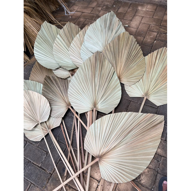 Jual TERMURAH daun palem | palm leaf | | daun rustic bahan dekorasi ...
