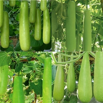 Jual Benih Bibit Biji Labu Air Unggul Seeds Collection | Shopee Indonesia