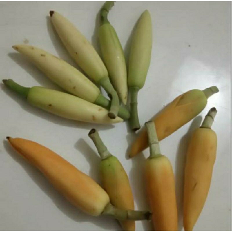 Jual bunga melati asli segar/ kembang kantil asli segar /bunga 7 rupa ...