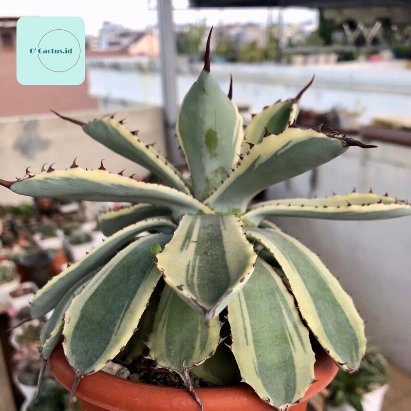 Jual Agave kishokan tanaman sukulen jumbo hias hidup gurun hobby hobi ...