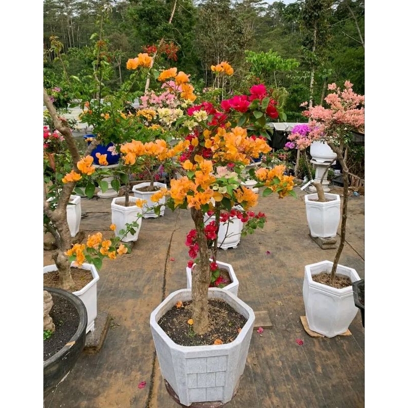 Jual TANAMAN HIAS BUGENVIL BUNGA KERTAS CANTIK | Shopee Indonesia