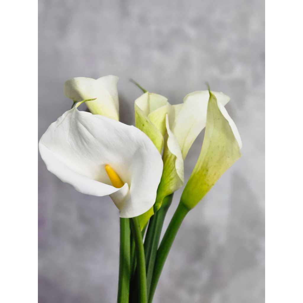 Jual Bunga Potong/Bunga Segar/Fresh Flower Calla Lily Lokal Dekorasi ...