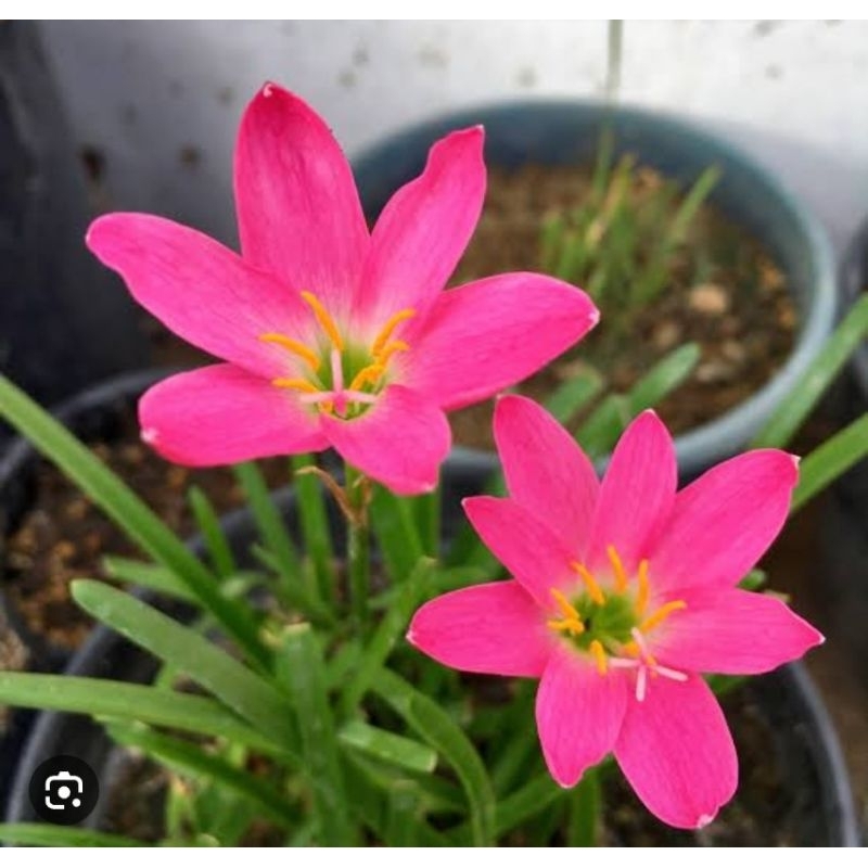 Jual Bunga Rain Lily | Shopee Indonesia