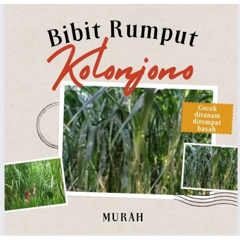 Jual bibit rumput kolonjono | Shopee Indonesia