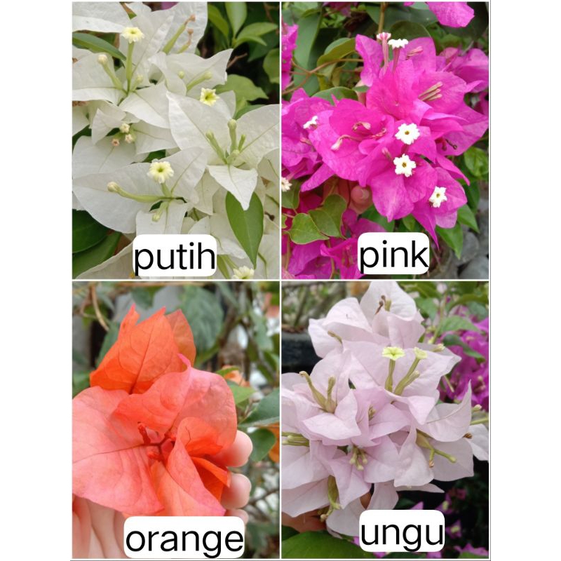 Jual Bougenville Stek Batang Batang Saja Shopee Indonesia