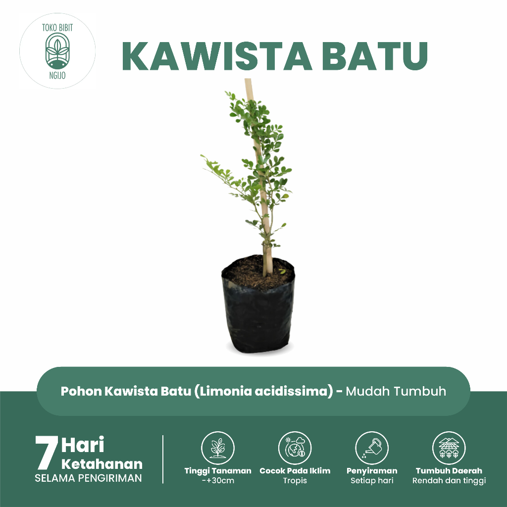 Jual Bibit Kawista Batu - Pohon Kawista Batu / Wood Apple Mudah tumbuh ...